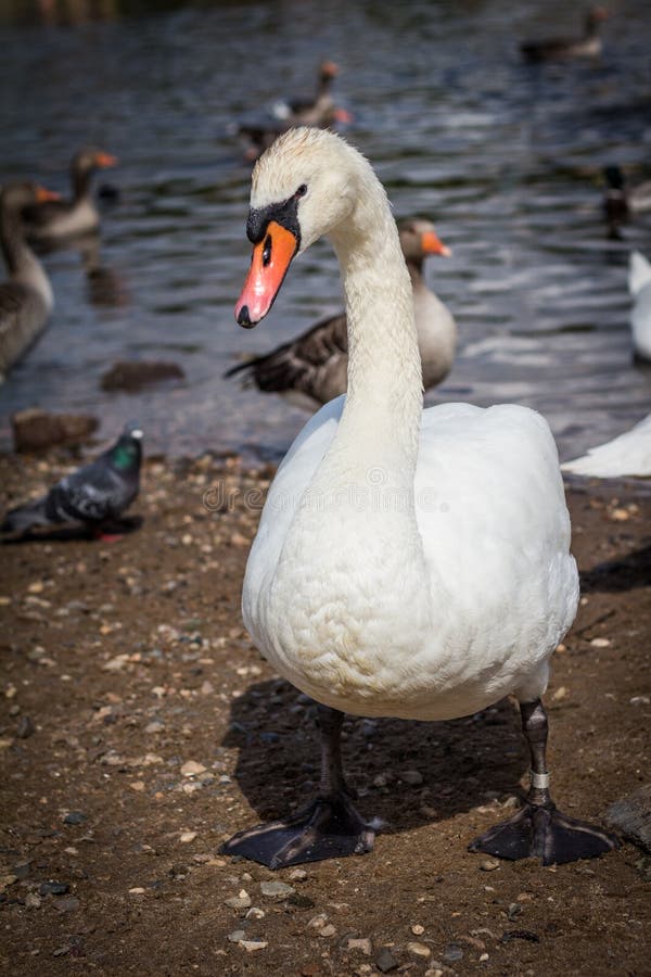 Standing Swan On Ice Edge With Spread Wings Stock Image - Image of rise ...