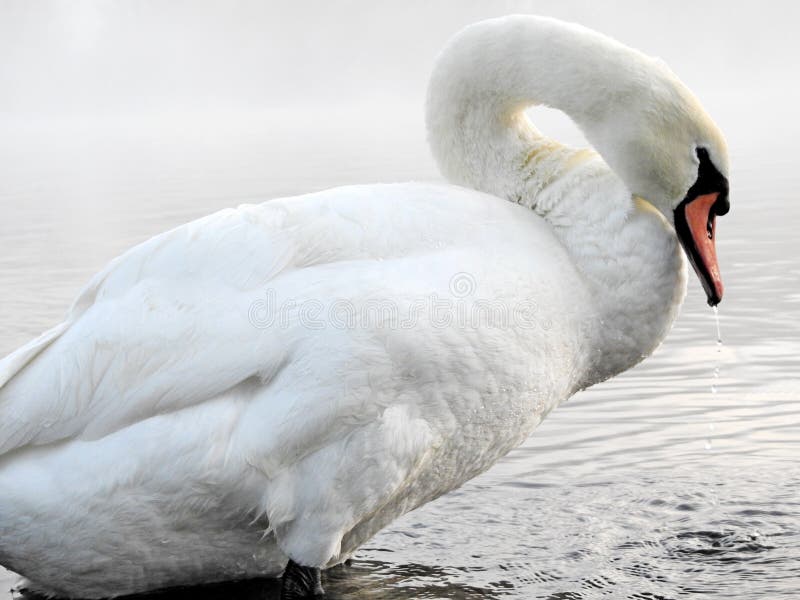 Swan Standing in Shallow Water Stock Image - Image of lake, beauty ...