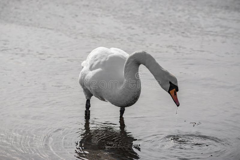 Standing Swan On Ice Edge With Spread Wings Stock Image - Image of ...