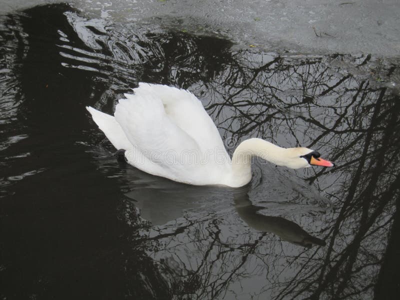 Stretching Swan stock image. Image of reflections, bird - 111270975
