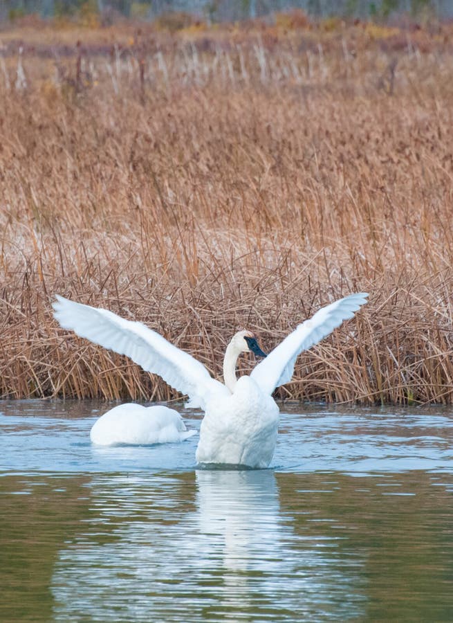 122 Swan Stretching Its Wings Stock Photos - Free & Royalty-Free Stock ...
