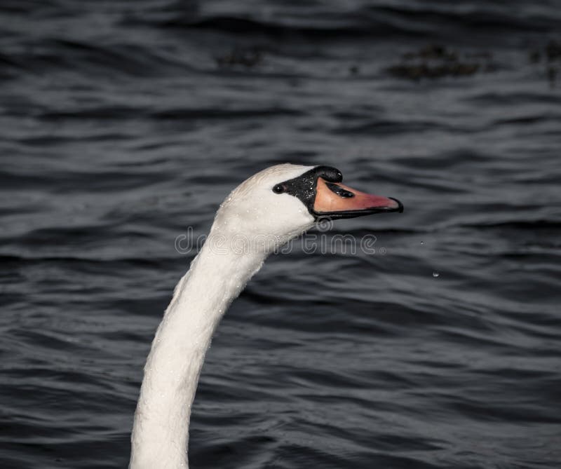 Swan stretching neck stock photo. Image of focus, large - 91378120