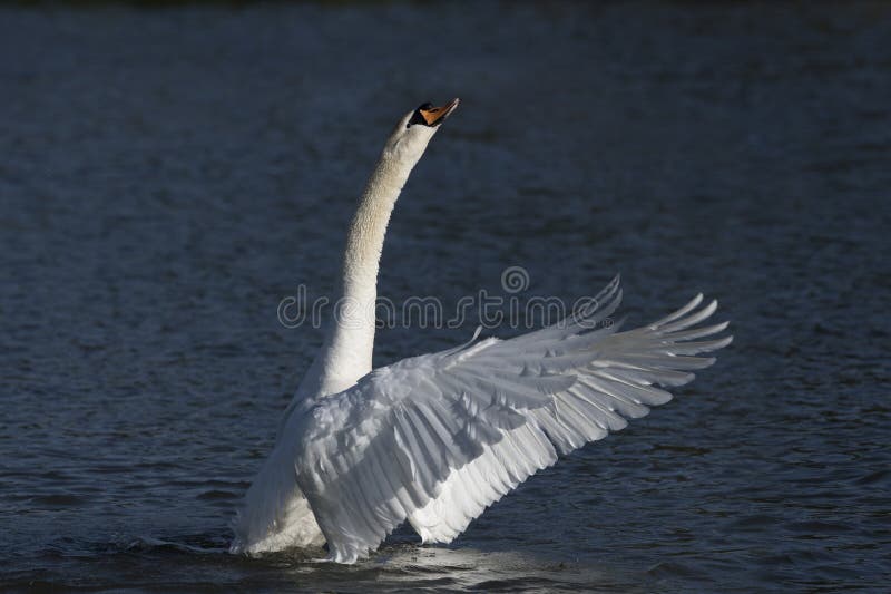 Swan stretching up high stock image. Image of swan, prompt - 277039559