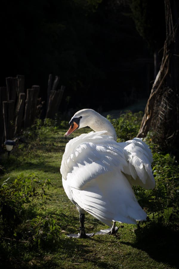 Swan in the sun stock image. Image of turn, plumage, nature - 54635555