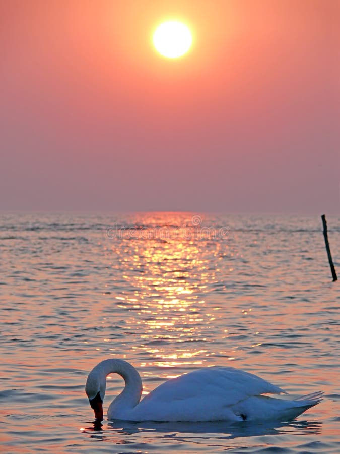 Swan Sunset stock image. Image of card, print, animal - 2197893