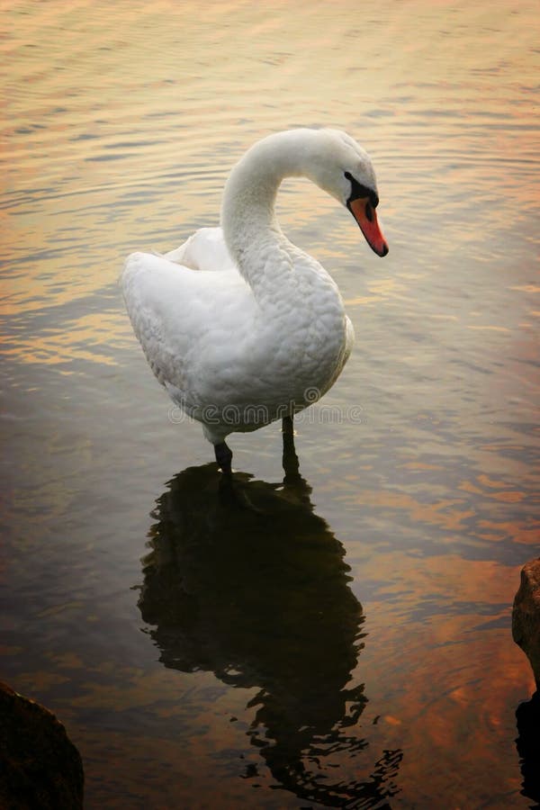 Swan at Sunset stock photo. Image of pennington, blossoming - 359090