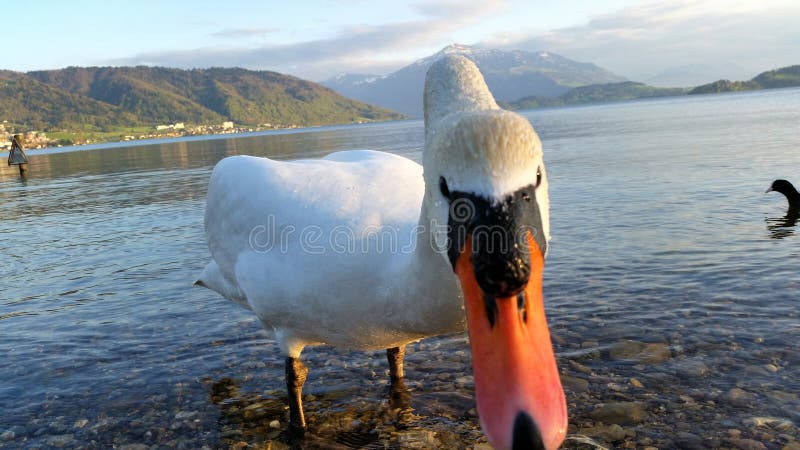 Swan stock image. Image of clear, tranquil, ruffled, feathers - 53158965