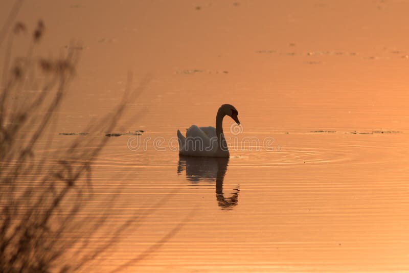 Swan in sunset stock photo. Image of lake, summer, ease - 170861038
