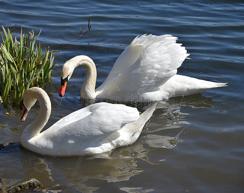 Swan stock image. Image of calm, swan, peace, avian - 178879501