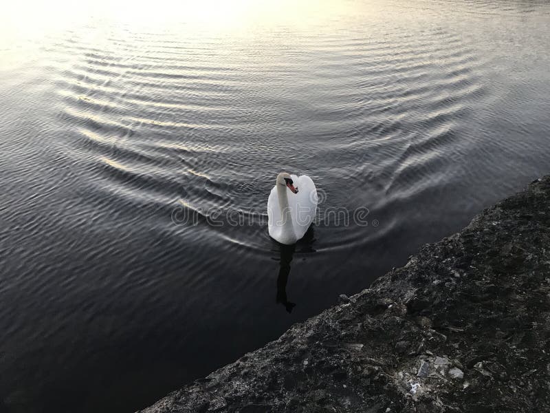 Swan stock image. Image of dangerous, beautiful, swan - 94394611