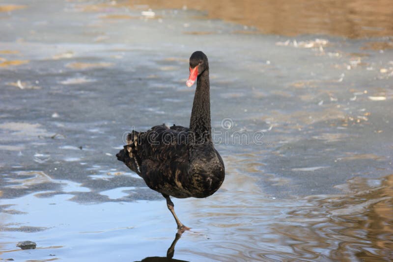 Swan swans stock photo. Image of tree, pink, spines, duck - 88417220