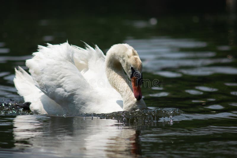 Swan stock image. Image of fauna, nature, pastel, bird - 188353145