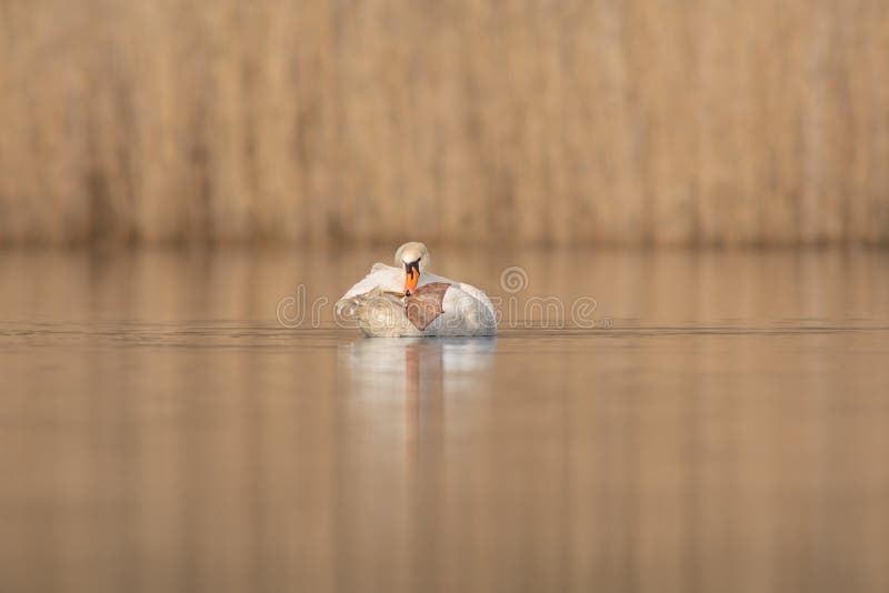 A swan swim on a lake stock photo. Image of wildlife - 249725548