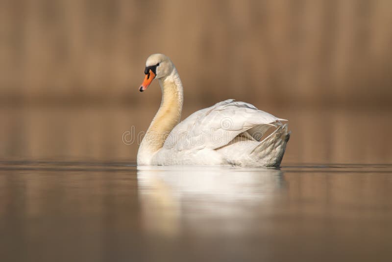 A swan swim on a lake stock image. Image of feather - 249725557