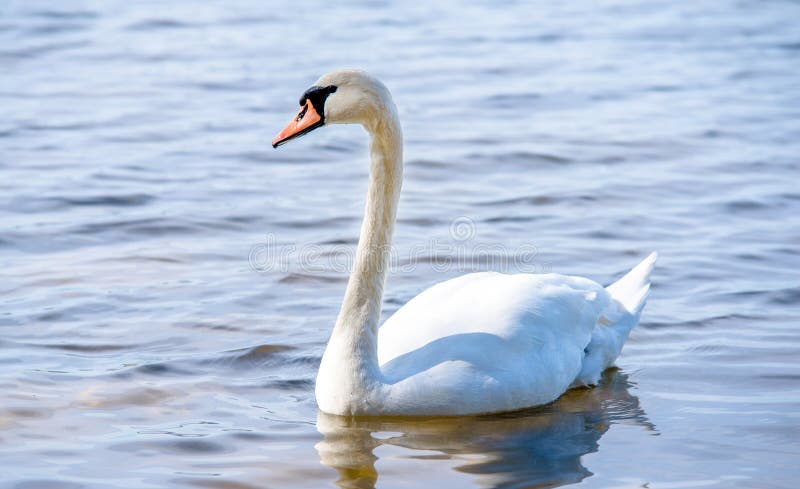 Swan Swim in the Lake.Swan Swim in the Lake. Stock Photo - Image of ...
