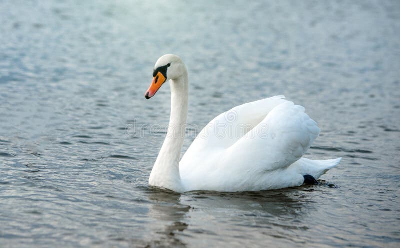 Swan Swim in the Lake.Swan Swim in the Lake. Stock Photo - Image of ...