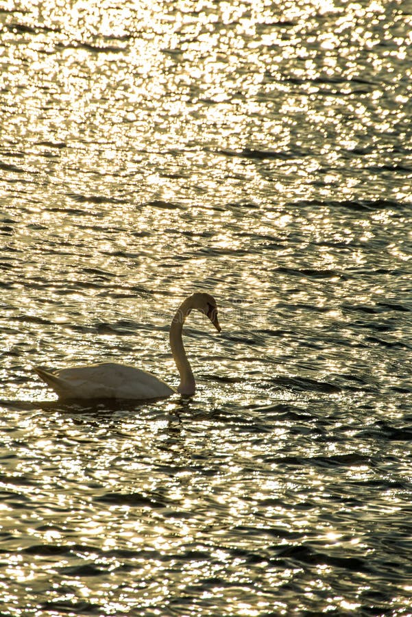 Swan Swimming in the Baltic Sea Stock Image - Image of water, sunrise ...