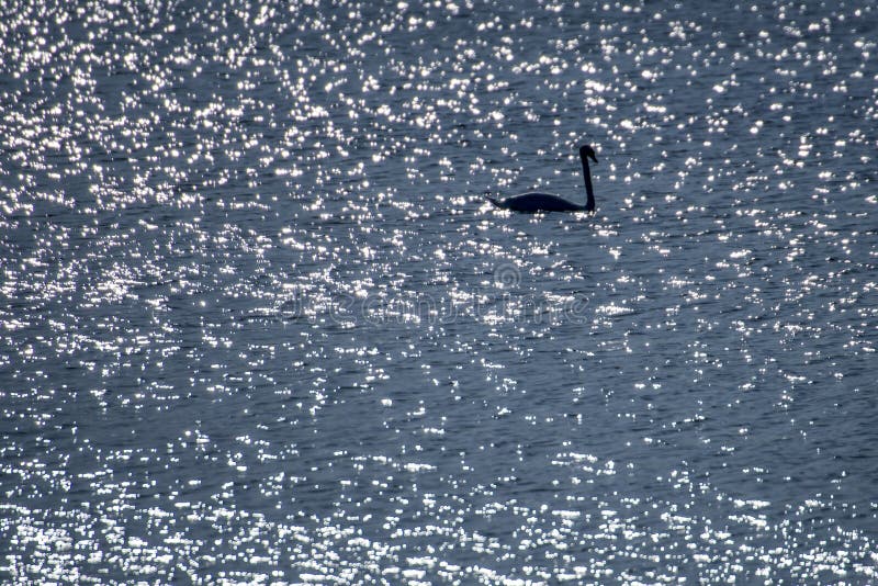 Swan Swimming in the Baltic Sea Stock Photo - Image of sunrise, animal ...