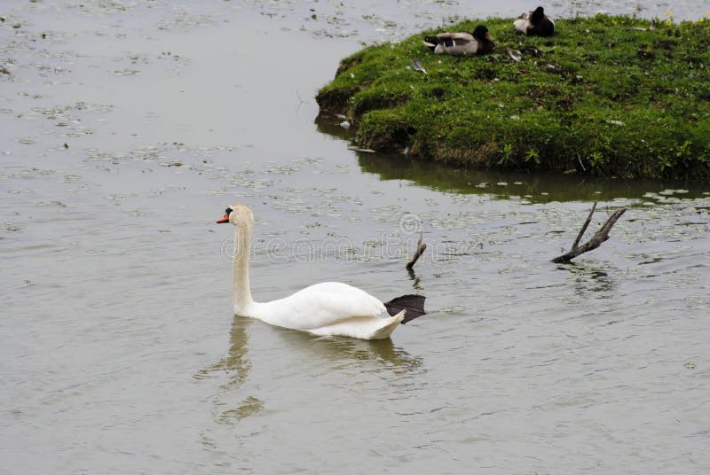 Swan swimming in a lagoon stock image. Image of isle - 107143421