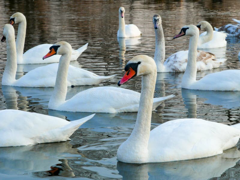 Swan swimming on river stock image. Image of lake, rippled - 108878881