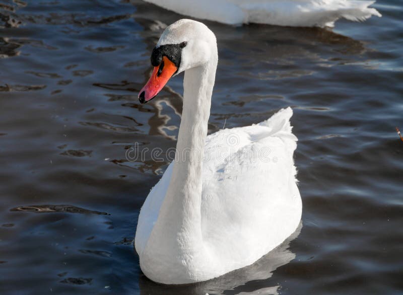 Swan swimming on river stock image. Image of dusk, nature - 109713787