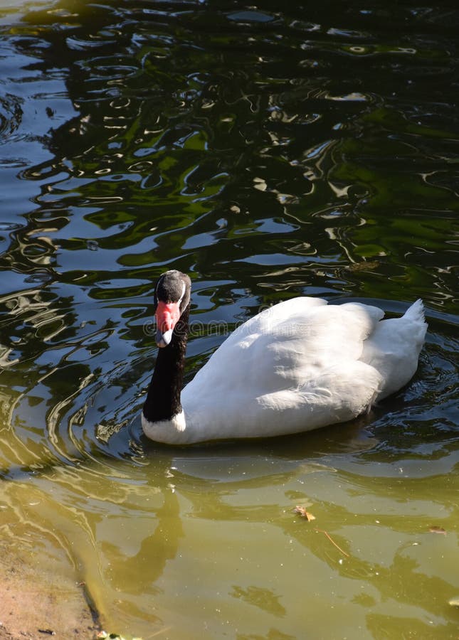 Swan Swimming in a Shallow Water Pond Stock Photo - Image of ...