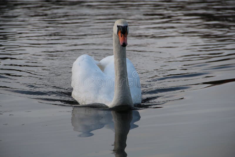 Swan Swimming Towards the Camera Stock Image - Image of swimming ...