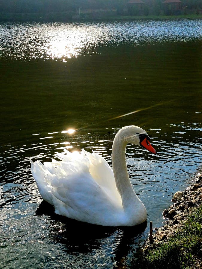 A Swan is Swimming in the Water Stock Image - Image of swan, waterbird ...