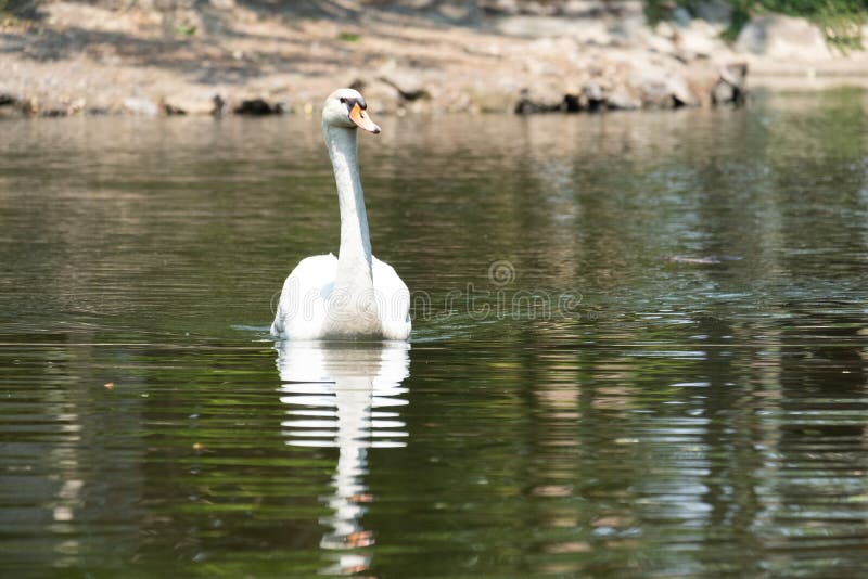 Swan stock image. Image of deep, bird, lover, curvature - 176988327