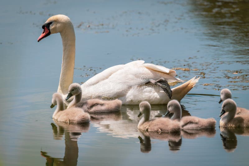 A Swan Swims on the Lake with Its Many Chicks Stock Photo - Image of ...