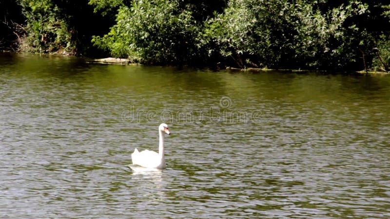 A swan swims on a pond stock footage. Video of waves - 170701206