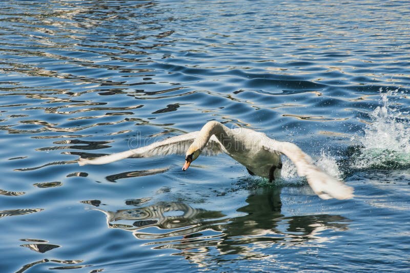 Swans at sunset stock photo. Image of outside, relaxing - 878456
