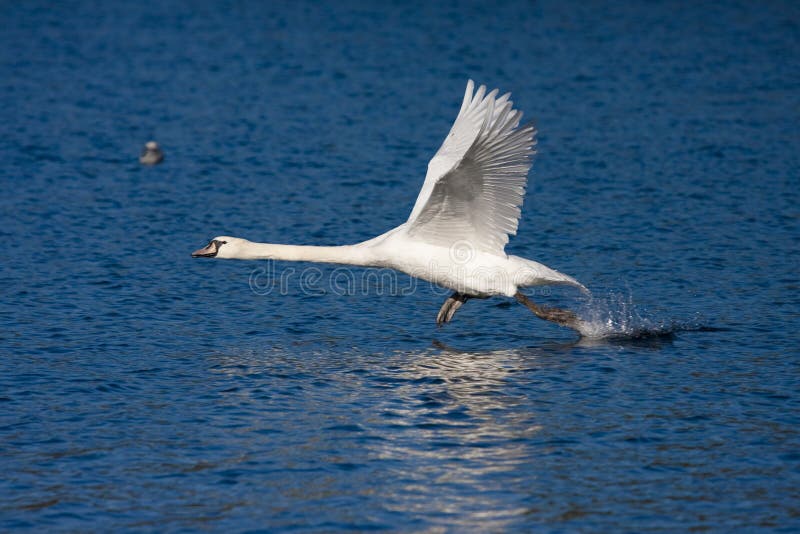 Swan taking off stock photo. Image of olor, cygnus, swan - 11713286