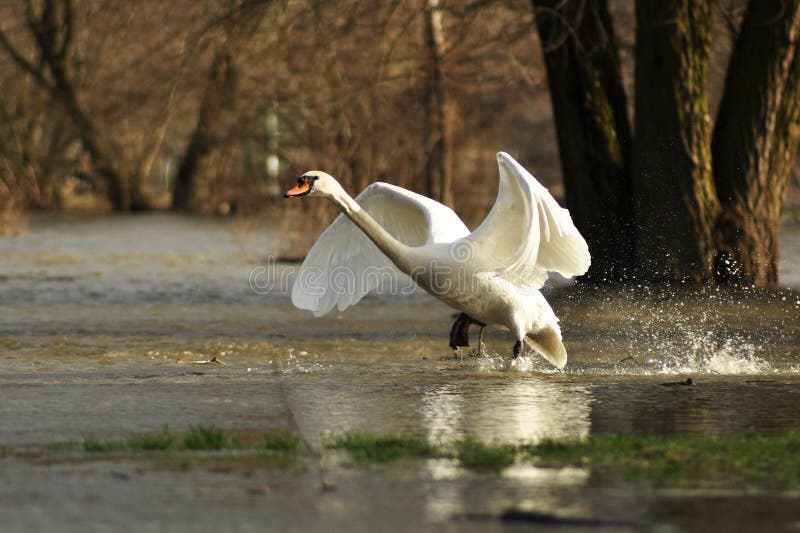 Swan Take Off stock image. Image of pond, fowl, wings - 2324529