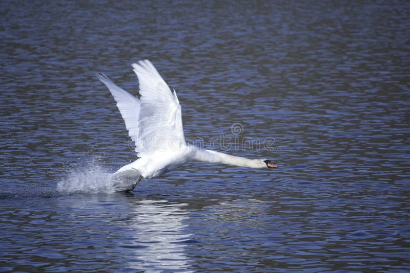 Swan taking off stock photo. Image of flying, water, blue - 18696070