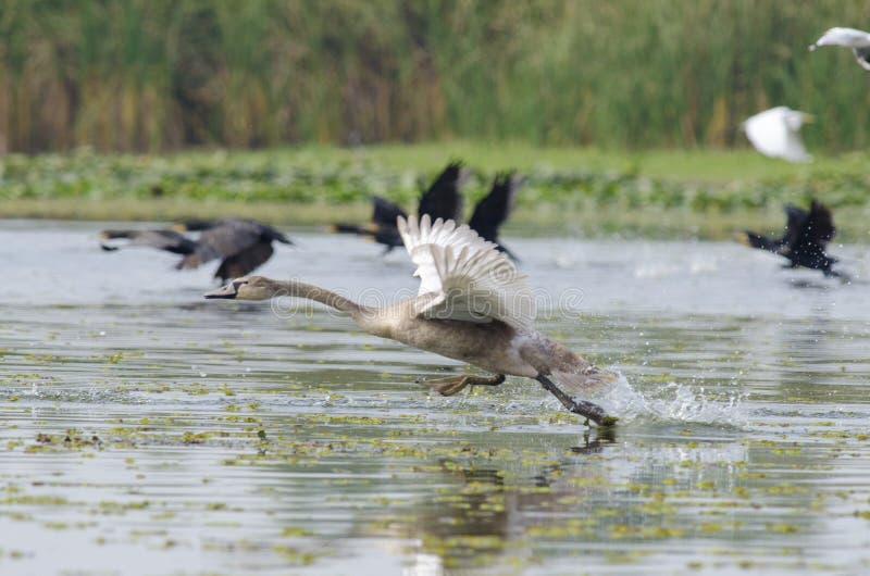 Swan taking off stock image. Image of peaceful, lake - 27678827