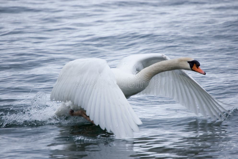 Swan taking off stock photo. Image of neack, bird, beak - 5497286