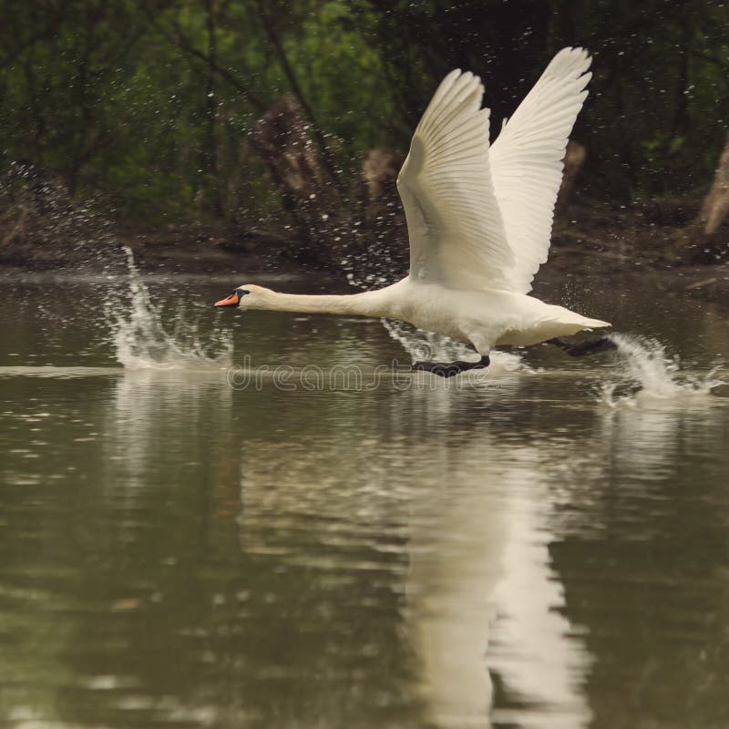 Swan taking off stock photo. Image of wings, delta, mute - 55126564