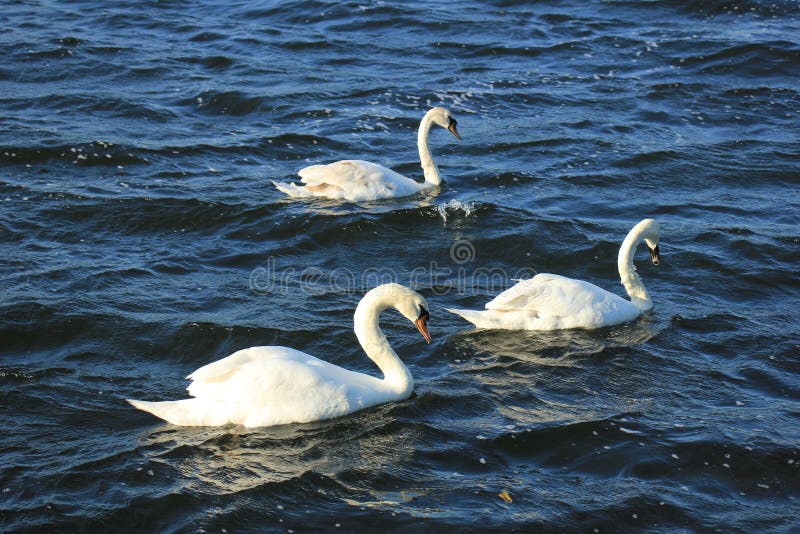 Swan trio stock image. Image of white, animal, swans - 55441277
