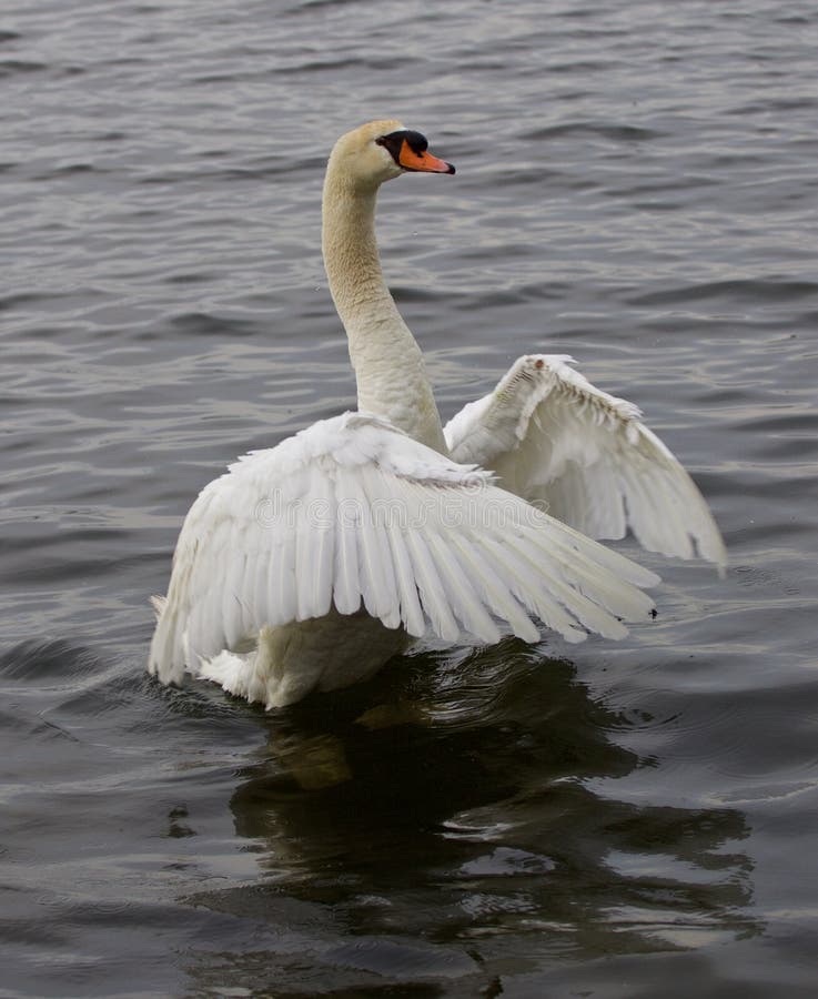 The Swan is Trying To Hug Someone Stock Photo - Image of confident ...