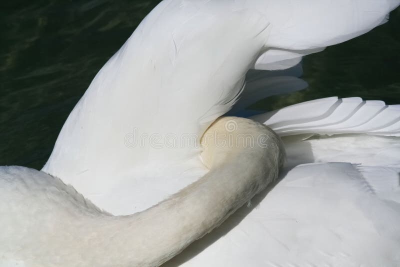 Swan Tucked Under the Other Swan S Wing Stock Image - Image of calm ...