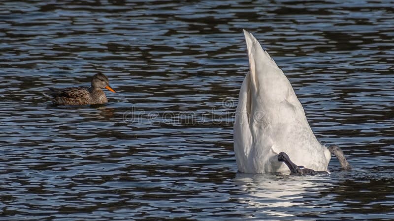 Swan upside down diving stock photo. Image of elegance - 274597286