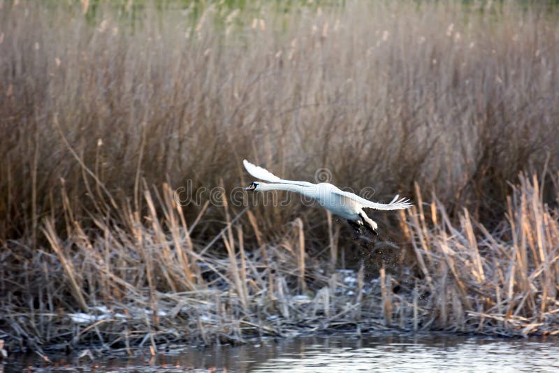 Big swan in the fly stock photo. Image of nature, gull - 176607764