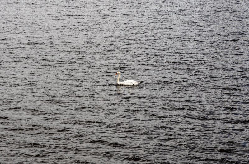 Swan Wading on Charles River Stock Image - Image of forest, park: 254787113