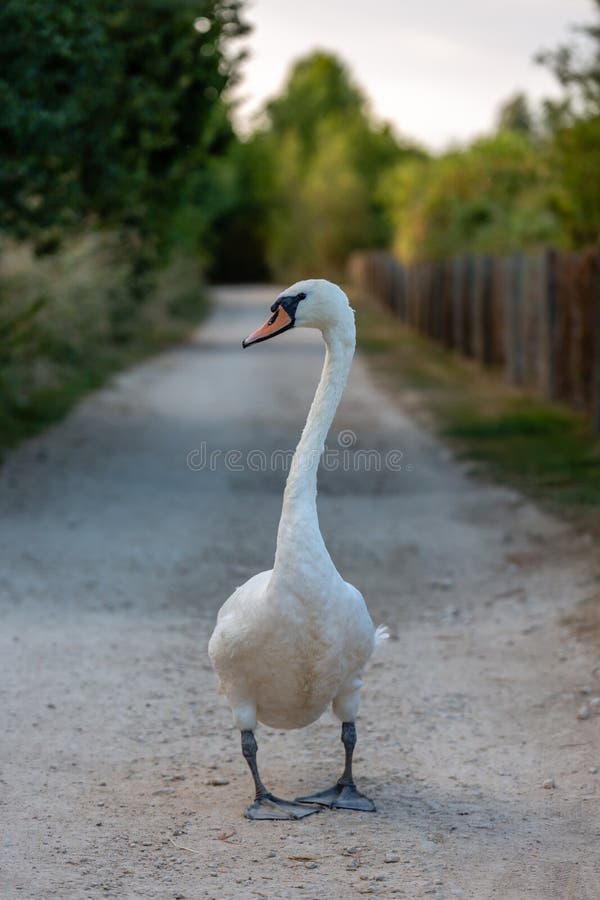 Swan Walking Down Country Lane Stock Photo - Image of walking, evening: 122811308