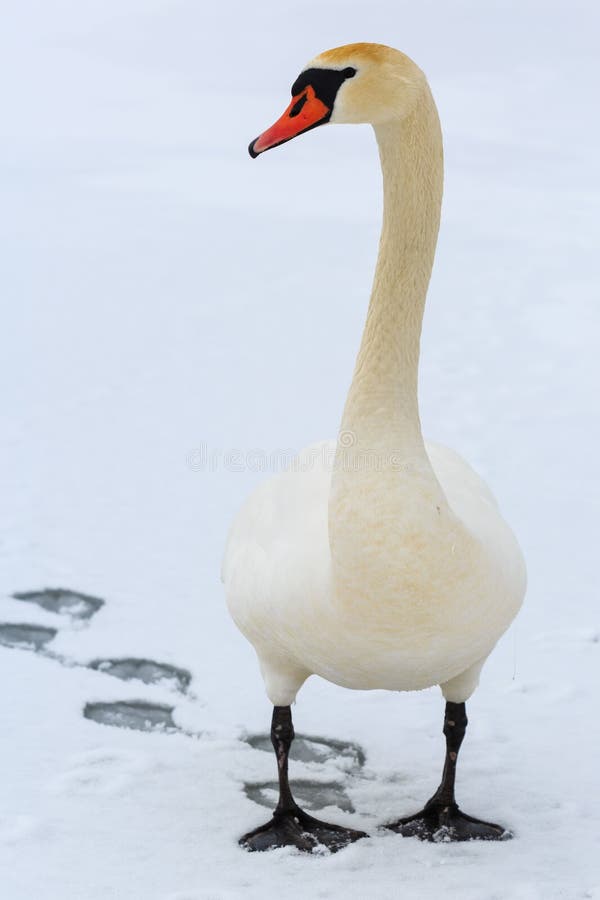 Swan walking on ice stock image. Image of count, feet - 368125853