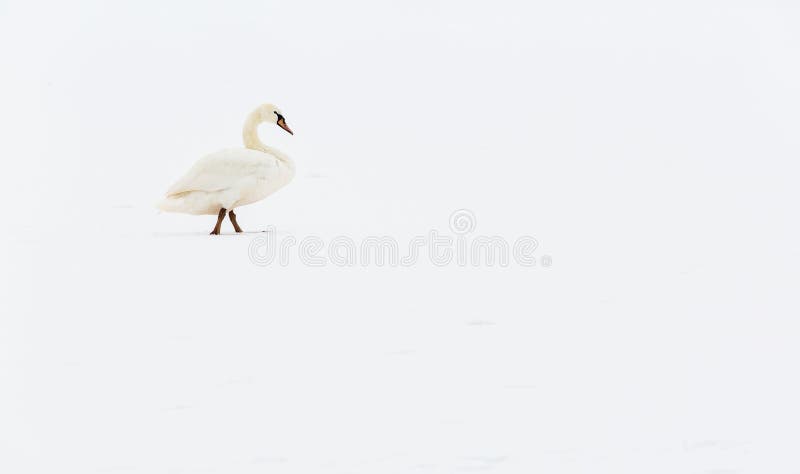 Swan walking on ice stock photo. Image of frozen, counting - 368117790