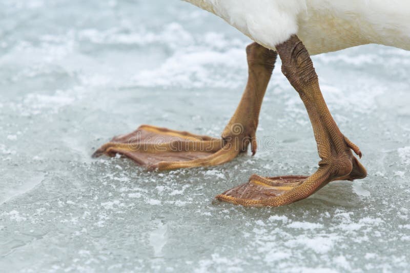Swan walking on ice stock image. Image of head, count - 368125885