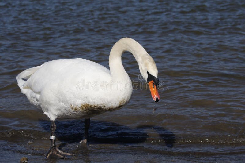 Swan Walks, Runs on the Sand Beach Stock Photo - Image of runs, birds ...