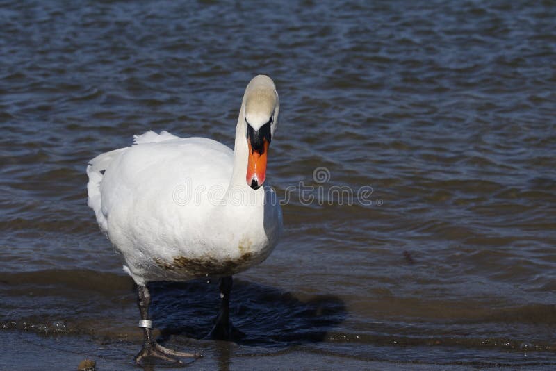 Swan Walks, Runs on the Sand Beach Stock Image - Image of sand, feather ...